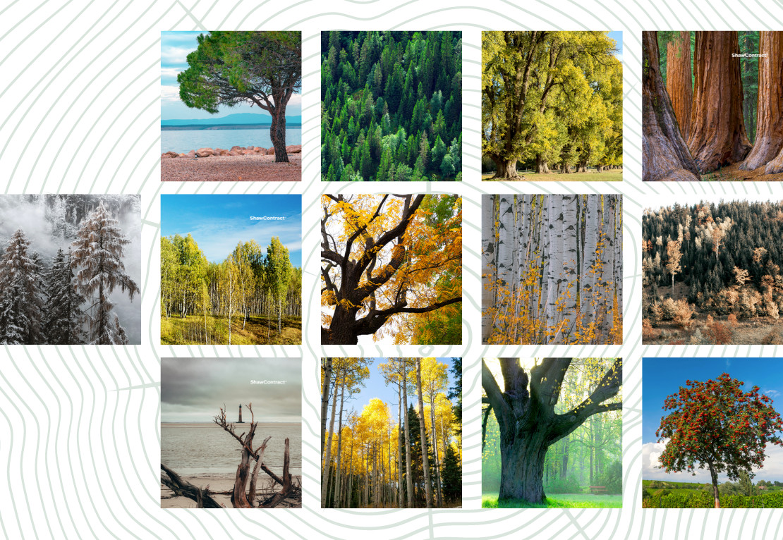 Nordic | ShawContract